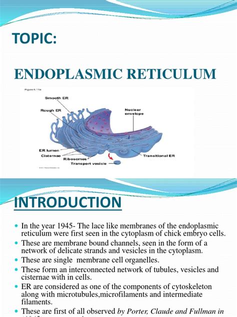 Endoplasmic Reticulum | PDF | Endoplasmic Reticulum | Cell Membrane