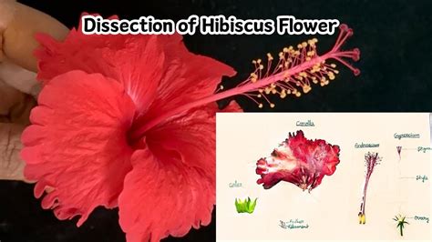 Image result for Hibiscus Flower Dissection