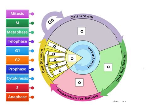 Cell cycle stages - Labelled diagram