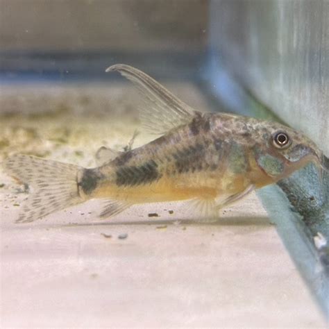 Image result for Peppered Discus