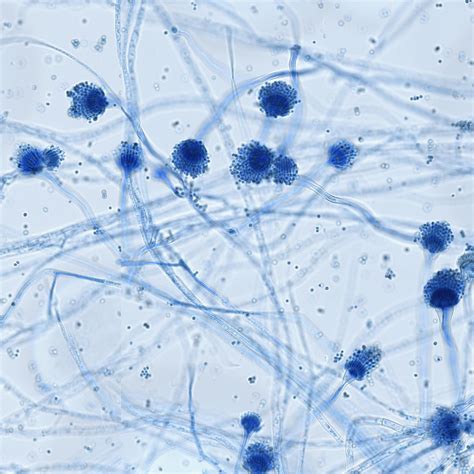 Image result for Microbiology Computer Backgrounds