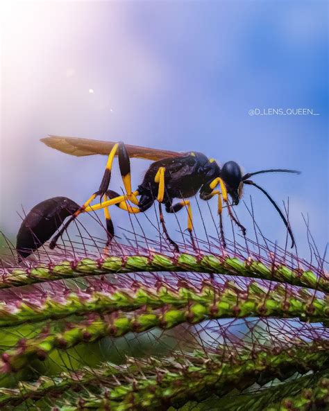 Image result for Flying Cricket Insect
