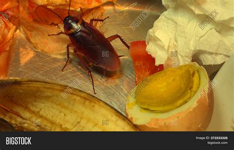 Image result for Cockroach Eating Food