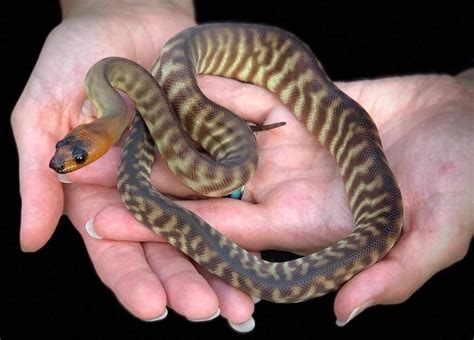 Image result for Woma Python