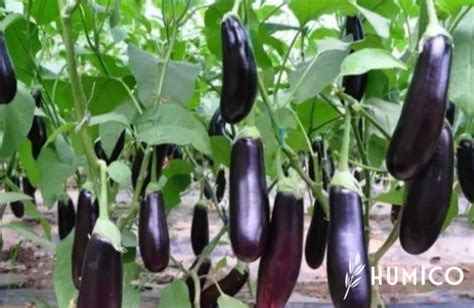 Image result for Bioflora Humic Acid