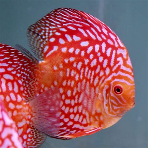 Image result for Peppered Discus