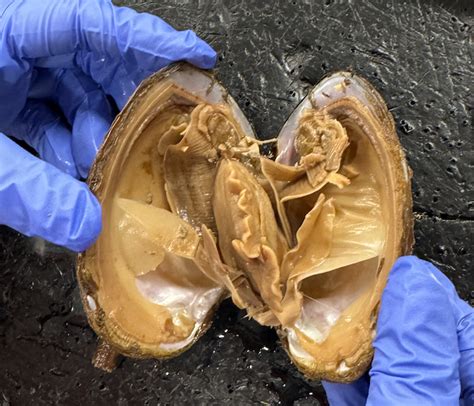 Image result for Clam Dissection