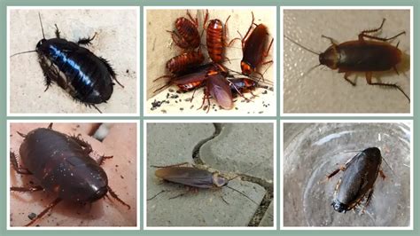 Image result for Big Cockroach