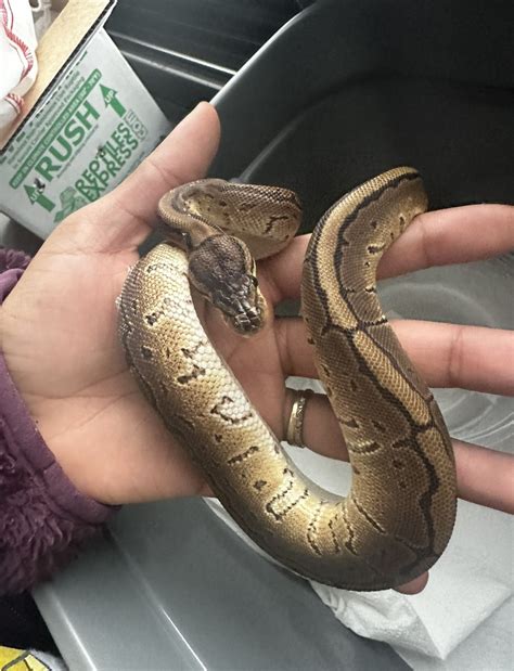 Image result for Matmire Makes Ball Python