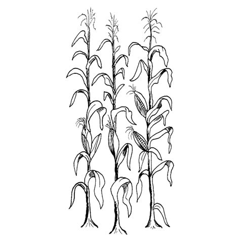 Image result for Drawing Corn Stalks