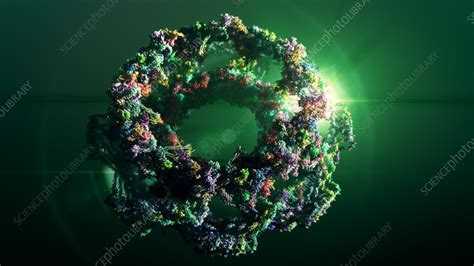 Image result for Model of Nuclear Pore Complex