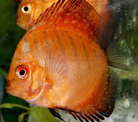 Image result for Symphysodon Discus