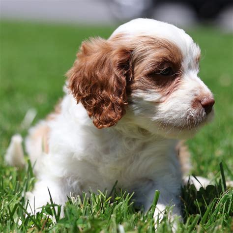 Image result for Mini Cavapoo Puppies