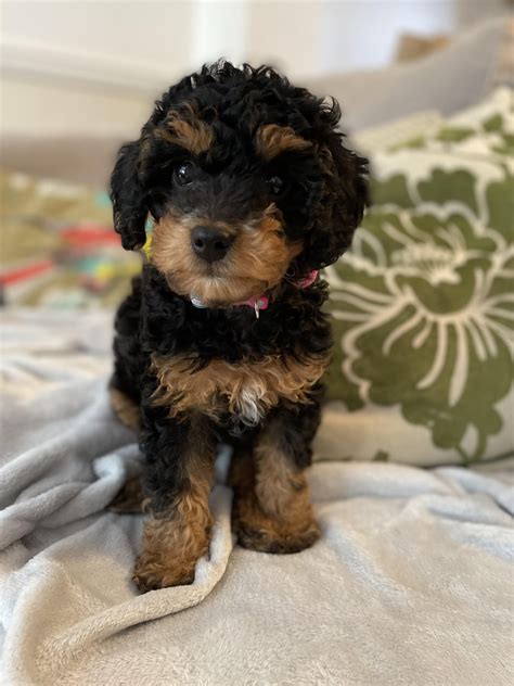 Image result for Cavapoo First Bath