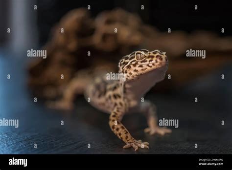 Image result for Leopard Gecko Lizard