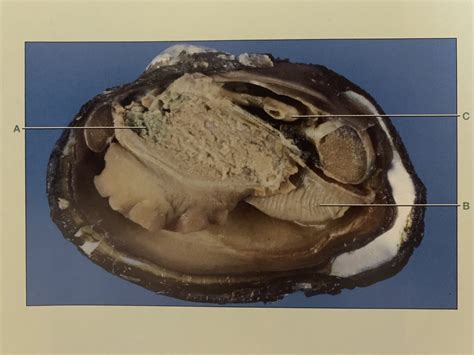 Image result for Clam Dissection