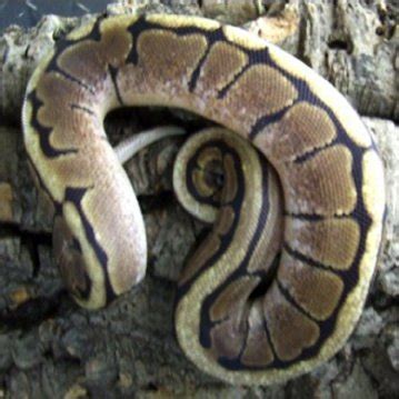 Image result for Regular Ball Python