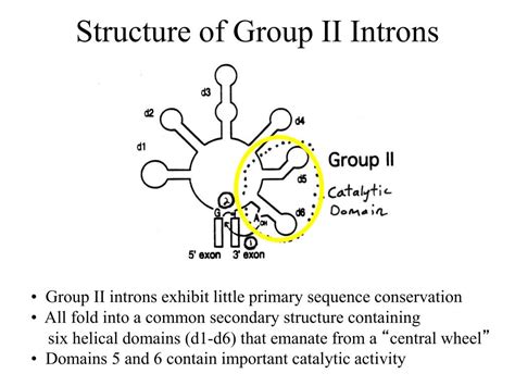 Image result for Intron