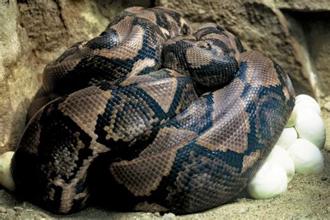 Image result for Chester Zoo Python