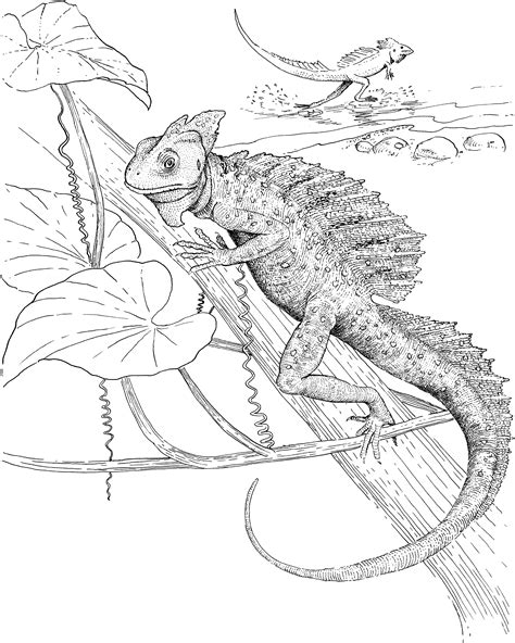 Image result for Lizard Coloring Pages