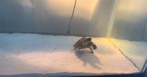 Red-Eared Slider Habitat - TurtleHolic