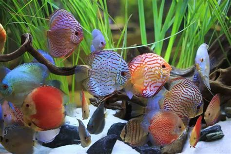 Image result for Types of Discus Fish List