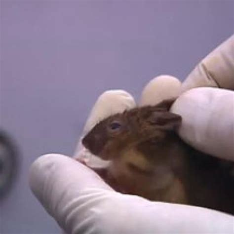 Image result for RNA Interference