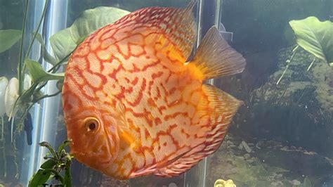 Image result for Red Eagle Discus