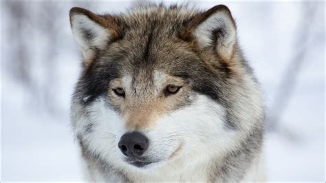 Image result for Wolves in Winter