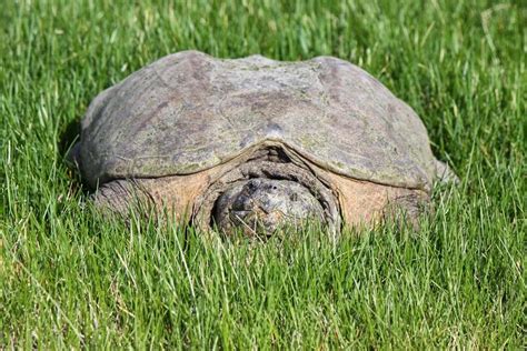 Image result for Michigan Snapping Turtle
