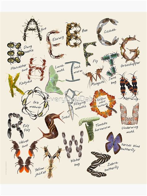 Image result for Read Aloud Insect Alphabet Book