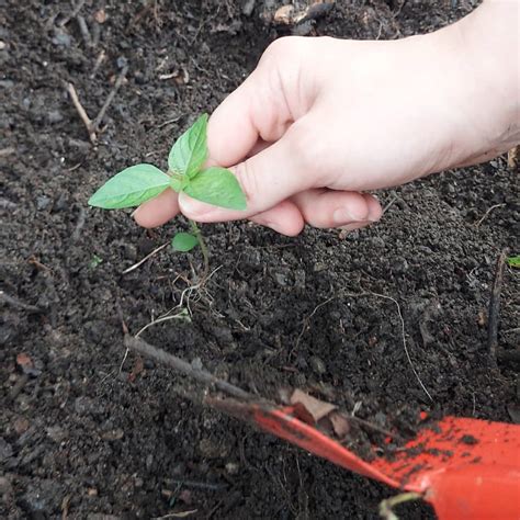 Image result for Planting in Humus