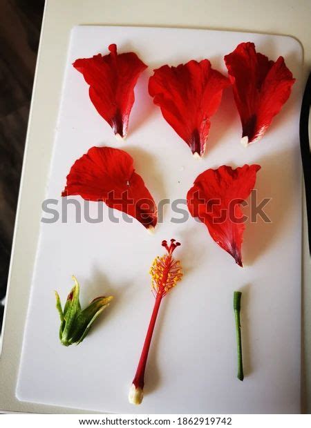 Image result for Hibiscus Flower Dissection