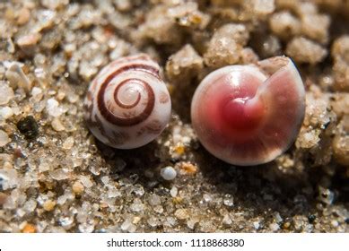 Image result for Ruby Shell St. Louis