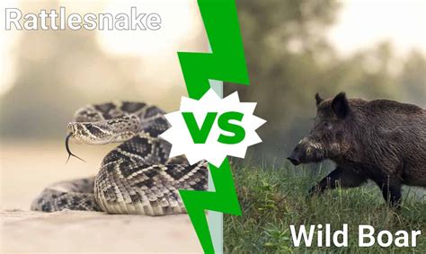 Image result for Wild Boar vs Python