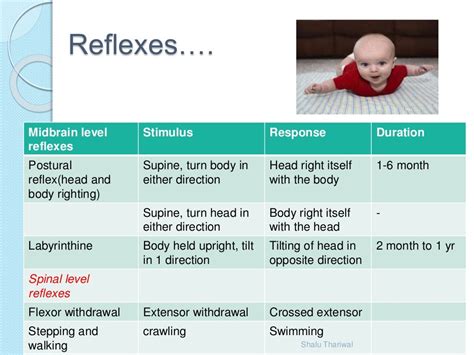 Image result for And Are Examples of Primitive Reflexes