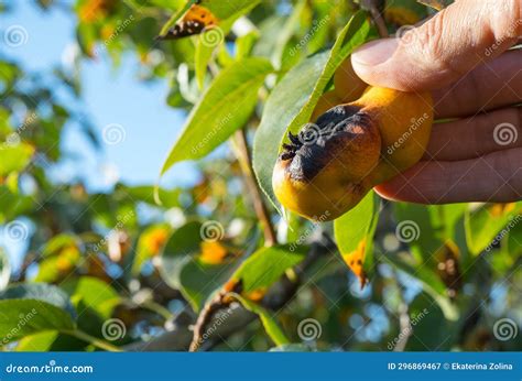 Image result for Pear Tree Rust Treatment