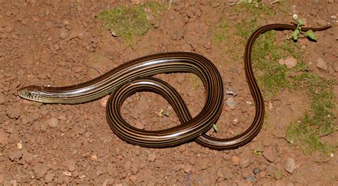 Image result for Snakes Origins Explained