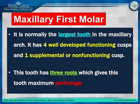 Image result for Maxillary First Molar