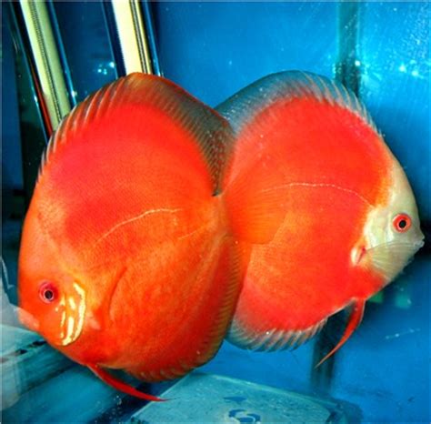 Image result for Types of Discus