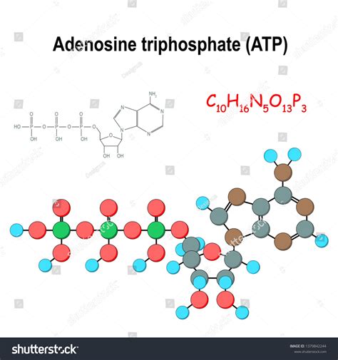 Image result for ATP Formula