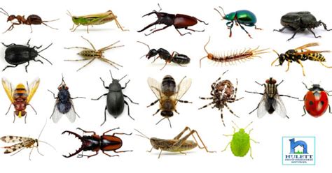 Image result for Insect Facts