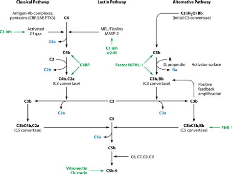 Image result for C4d Complement Cascade