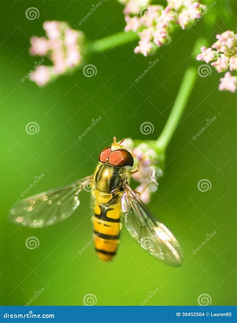 Image result for Pollinating Insects