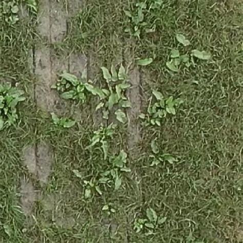 Image result for Weed Detection Using Python