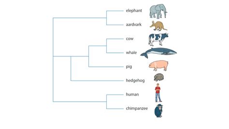 Image result for How to Make Cladogram