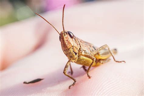 Image result for Cricket Side View Insect