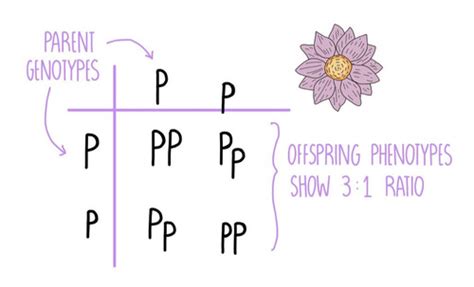 Image result for Discontinuous Variation