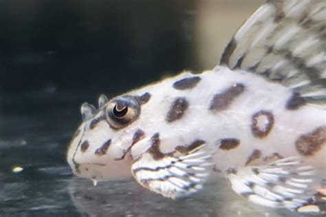 Image result for Natural Discus