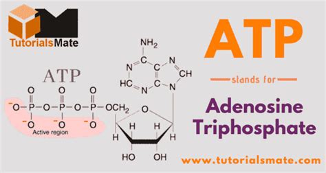 Image result for ATP Full Form Formula